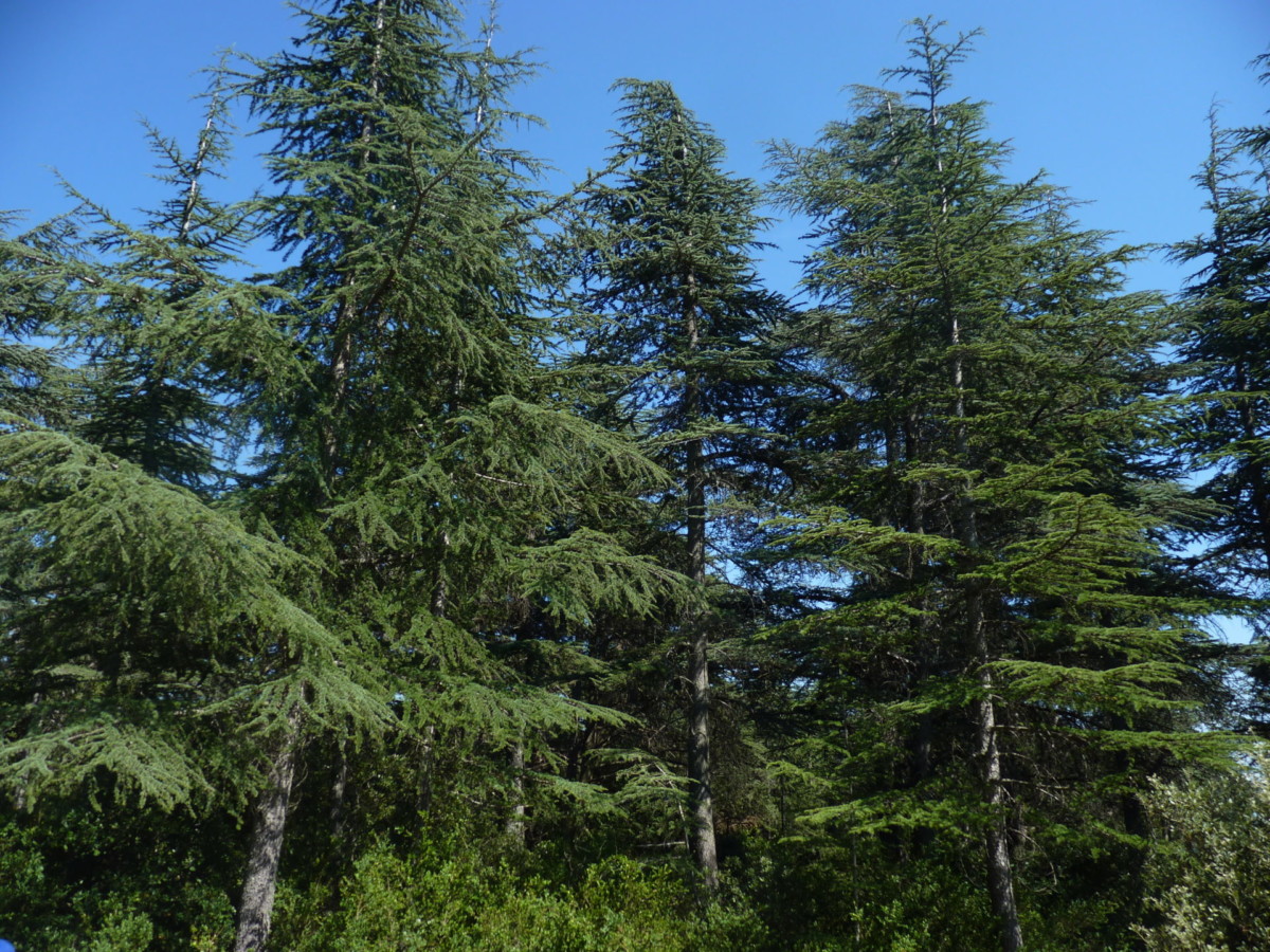 Poppel - TREES FOR FUTURE