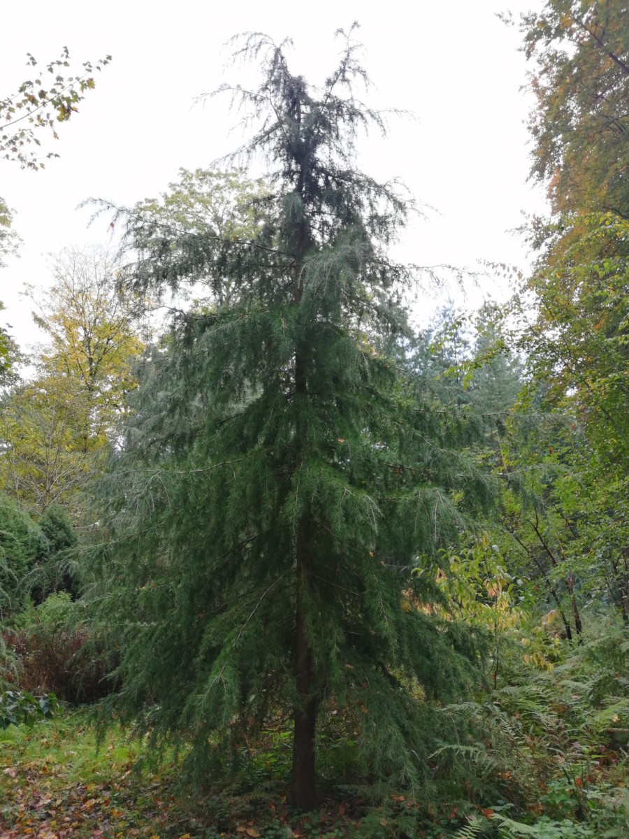 Essences d’avenir - TREES FOR FUTURE